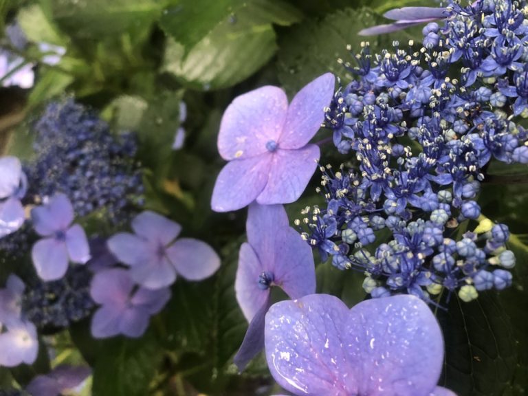 Kamakura Hydrangeas Temple│JAPAN IS ODD