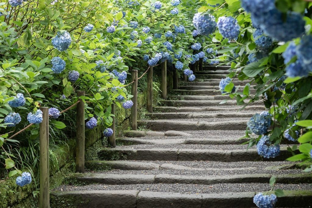 Kamakura Hydrangeas Temple│JAPAN IS ODD