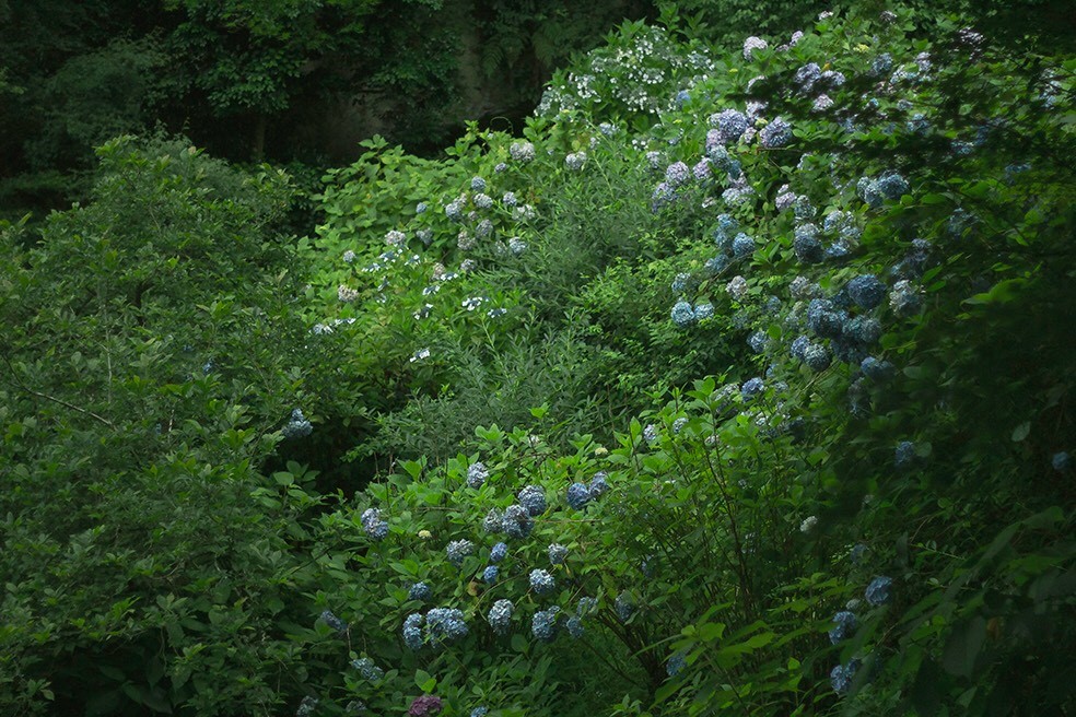 Kamakura Hydrangeas Temple│JAPAN IS ODD